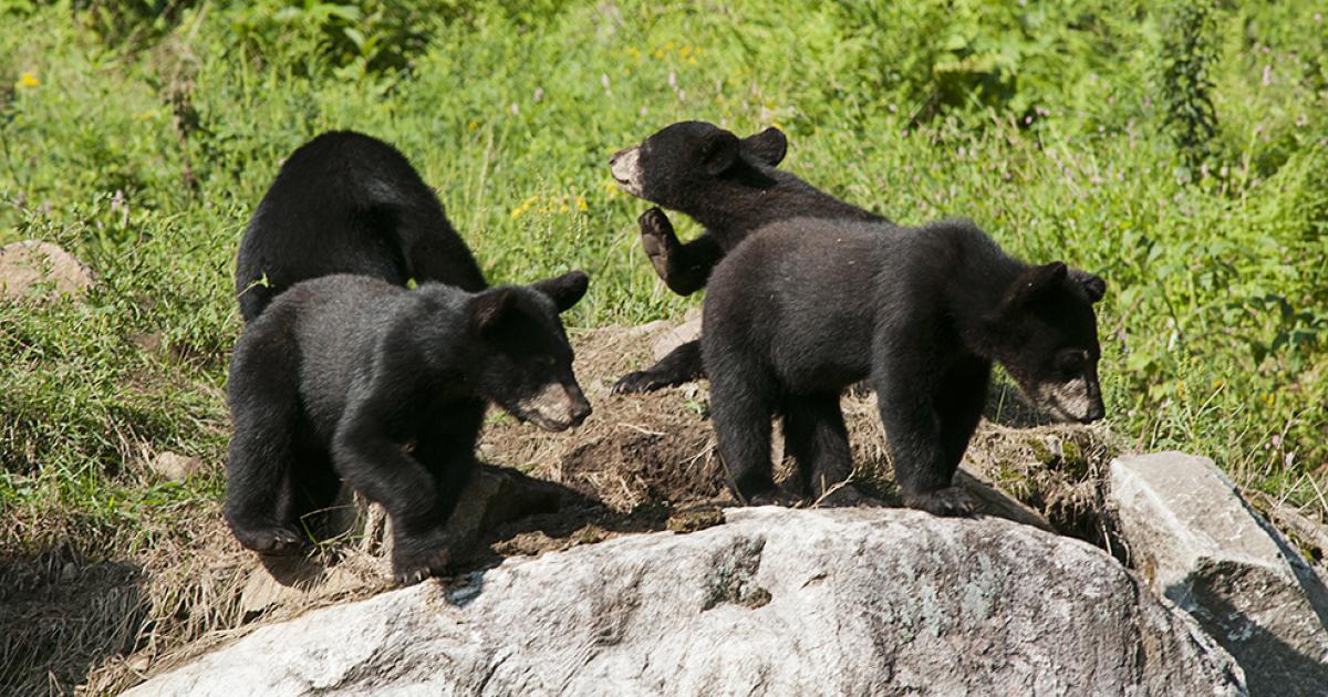 Where to see animals in Ottawa | Ottawa Tourism