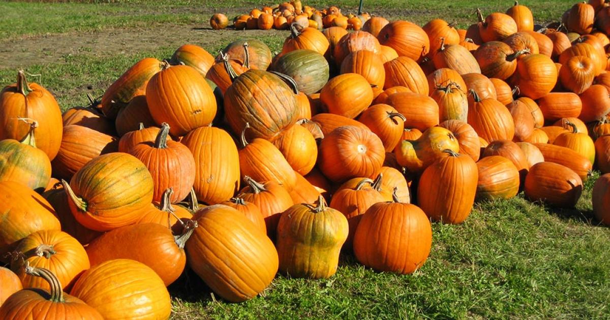 Fall for the perfect pumpkin patch and apple orchard in Ottawa | Ottawa ...