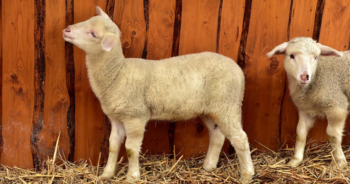 Valleyview Little Animal Farm | Ottawa Tourism