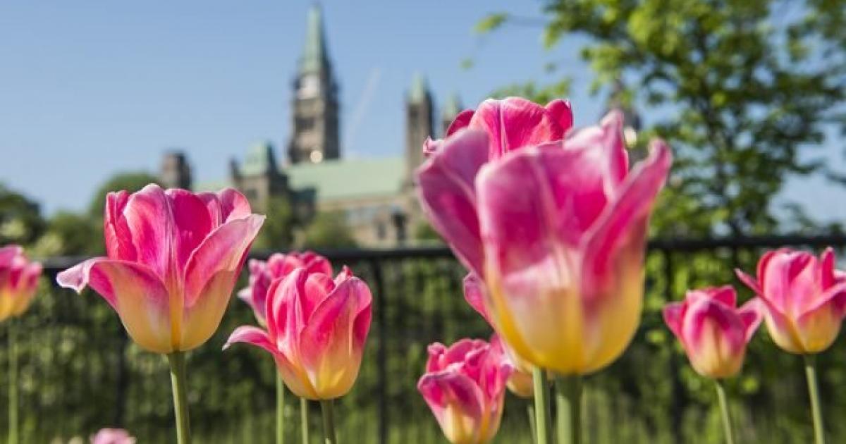 Top places to photograph beautiful tulips in Ottawa | Ottawa Tourism