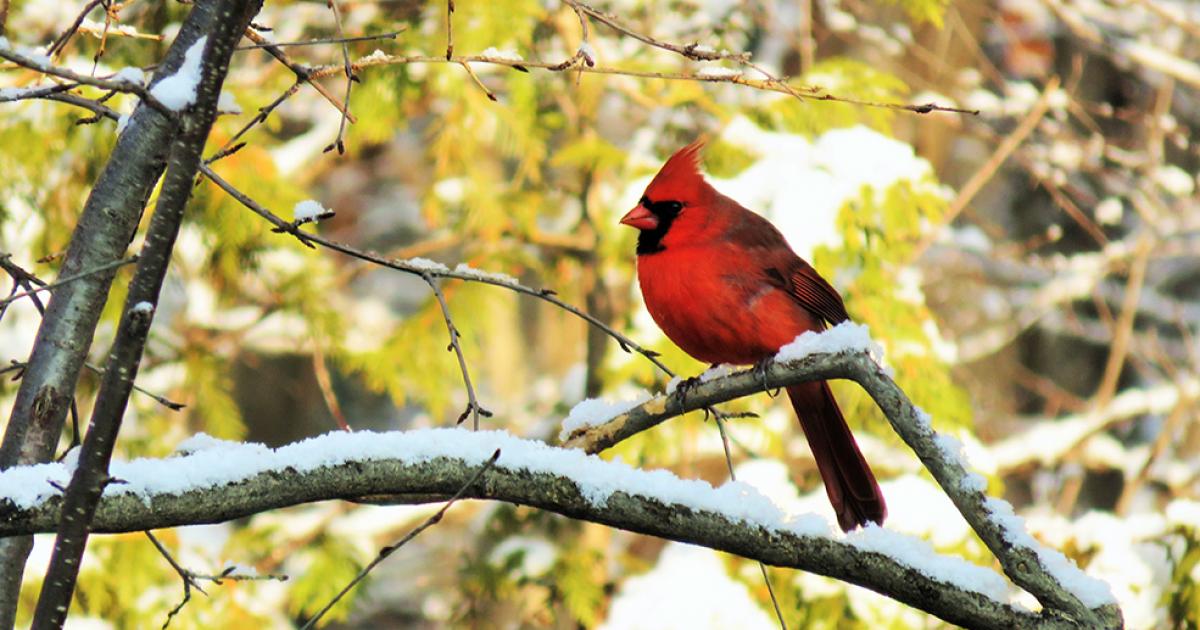 Birdwatching highlights in the Ottawa region | Ottawa Tourism